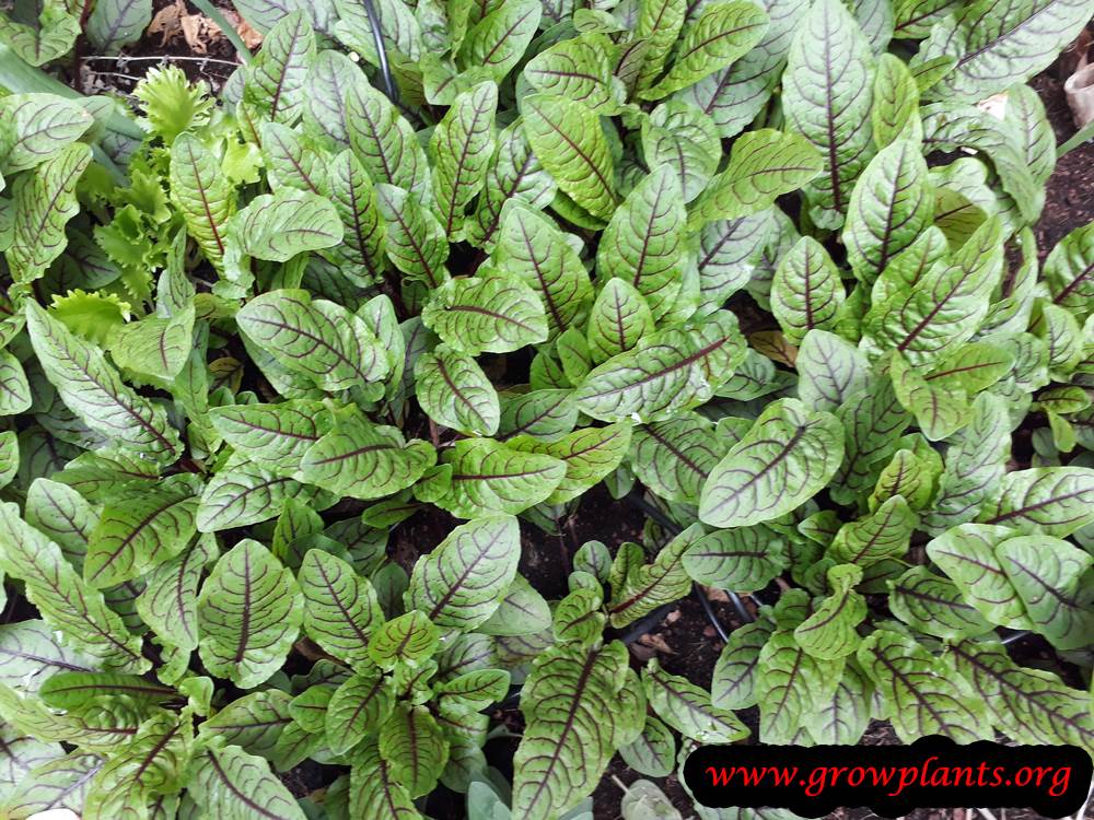 Rumex sanguineus - How to grow & care