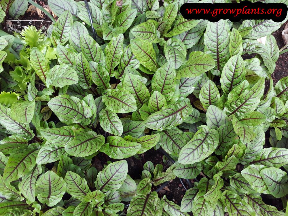 Rumex sanguineus - How to grow & care