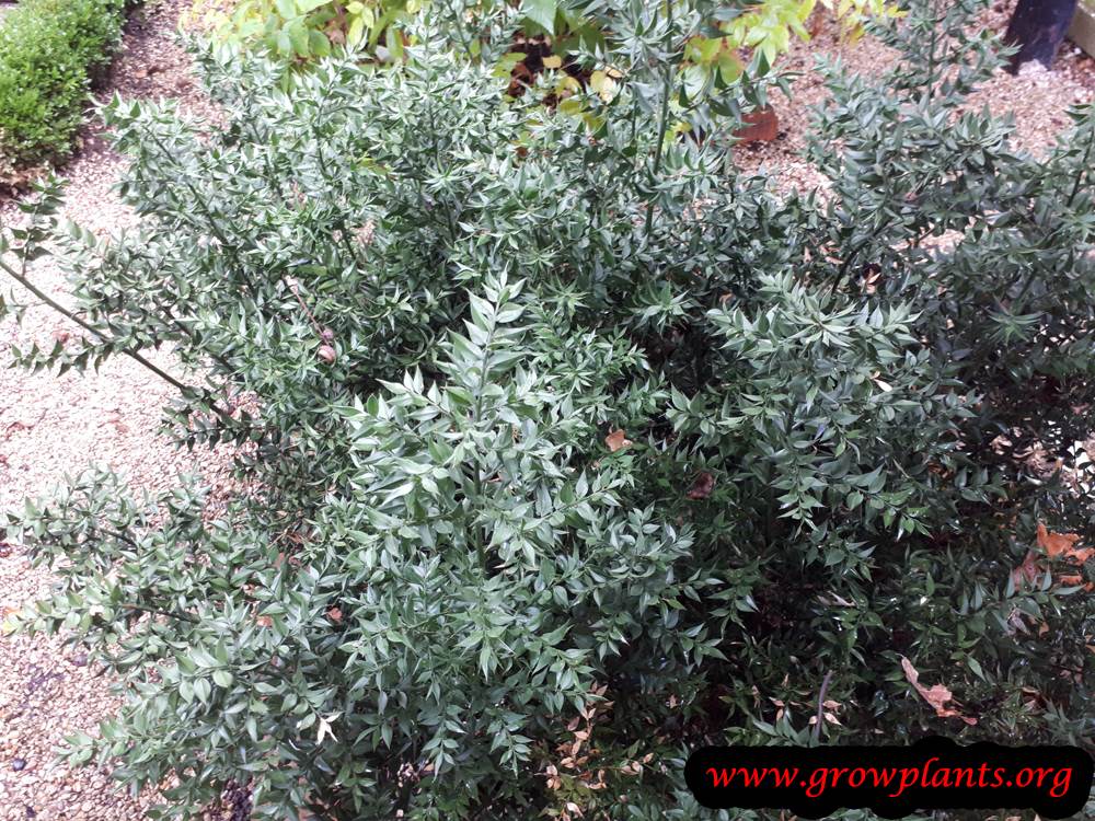 Ruscus aculeatus - How to grow & care