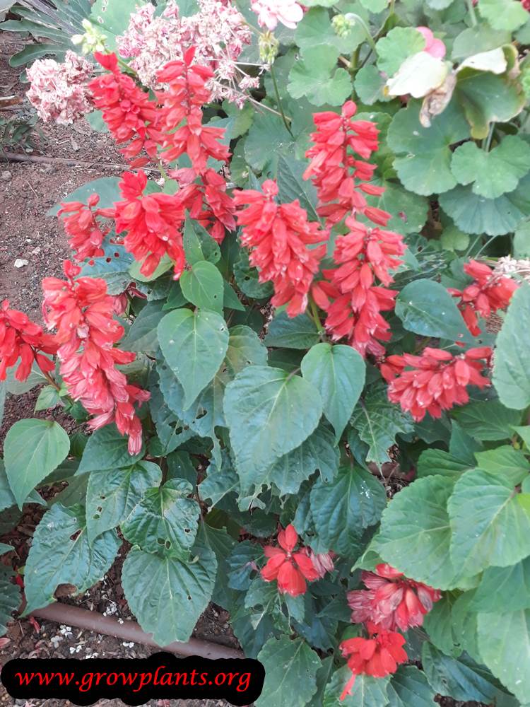 Salvia splendens - How to grow & care