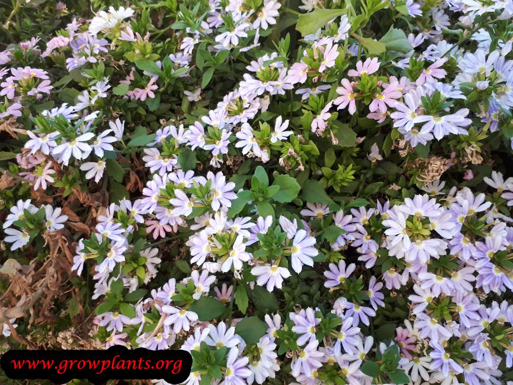 Scaevola aemula - How to grow & care