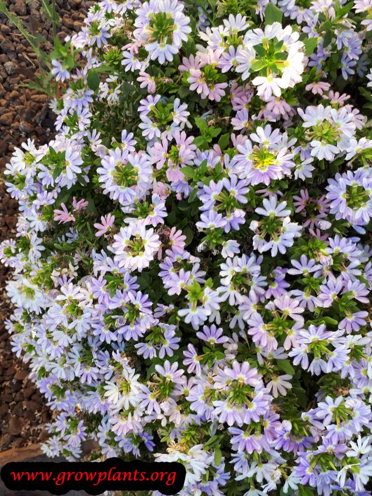 Scaevola aemula - How to grow & care