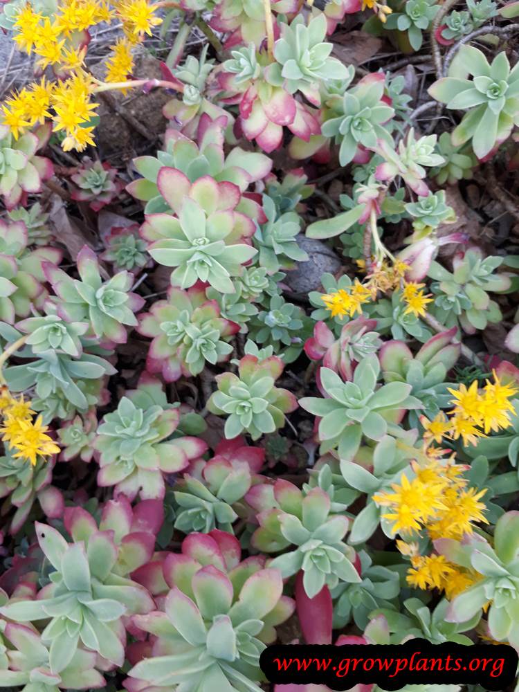 Sedum palmeri - How to grow & care