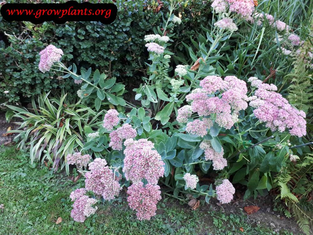 Sedum spectabile - How to grow & care