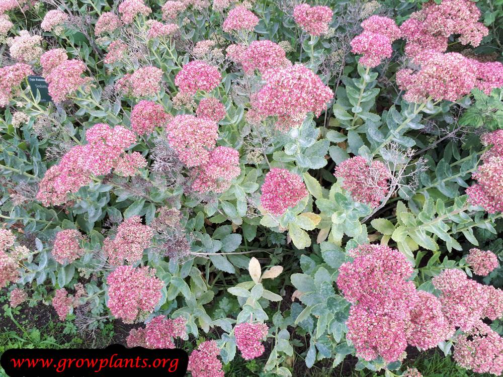 Sedum spectabile - How to grow & care