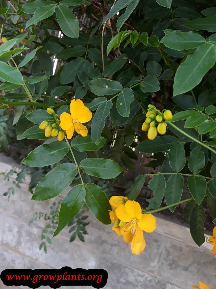 Senna corymbosa - How to grow & care