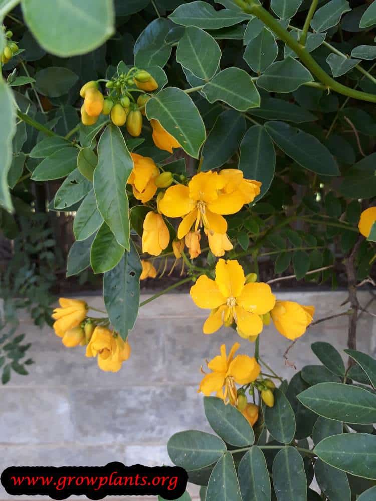 Senna corymbosa - How to grow & care