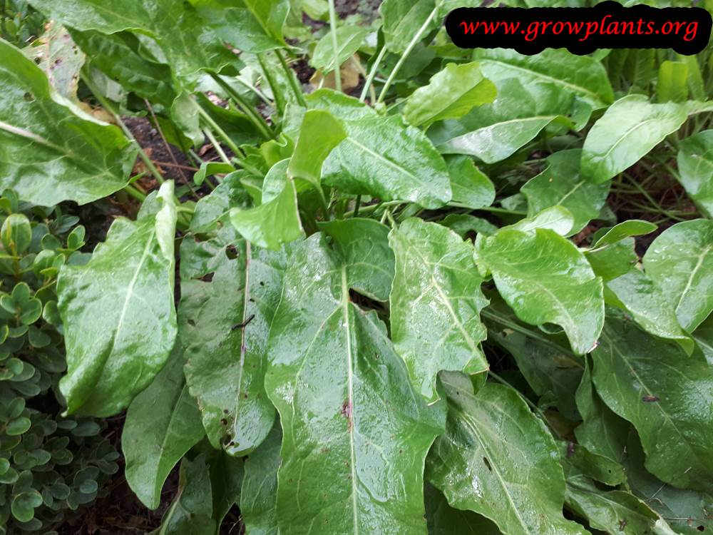 Sorrel - How to grow & care
