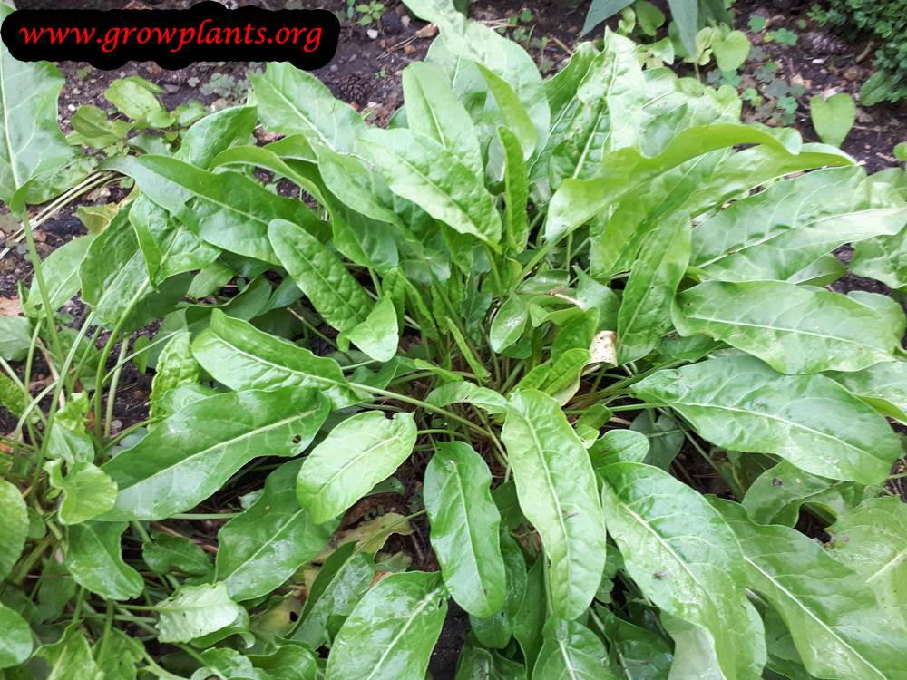 Sorrel - How to grow & care