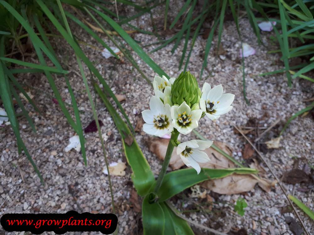 Star of Bethlehem plant - How to grow & care
