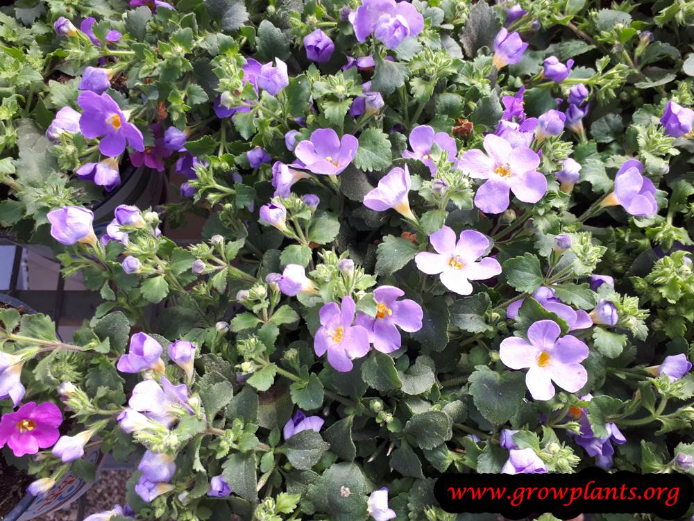 Sutera cordata - How to grow & care