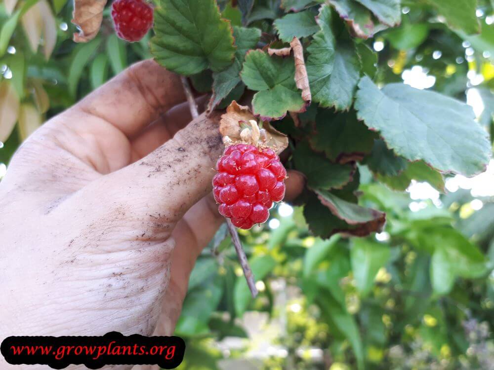 Tayberry - How to grow & care