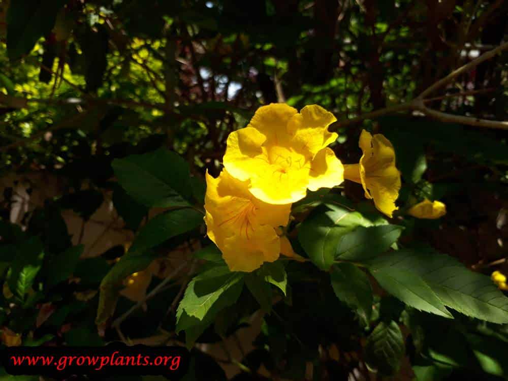 Tecoma stans - How to grow & care