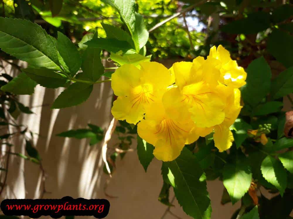 Tecoma stans - How to grow & care