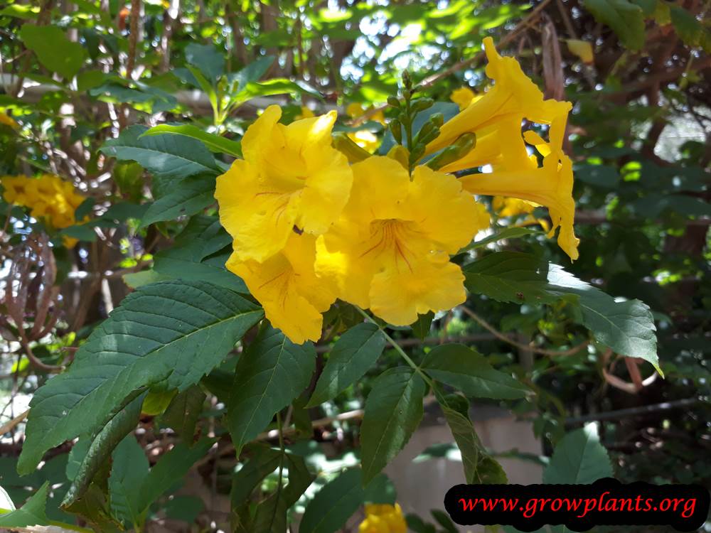Tecoma stans - How to grow & care