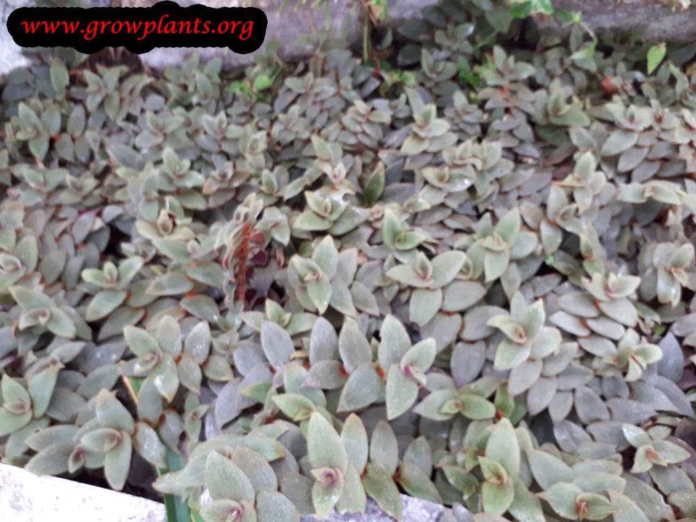 Teddy Bear Vine - How to grow & care