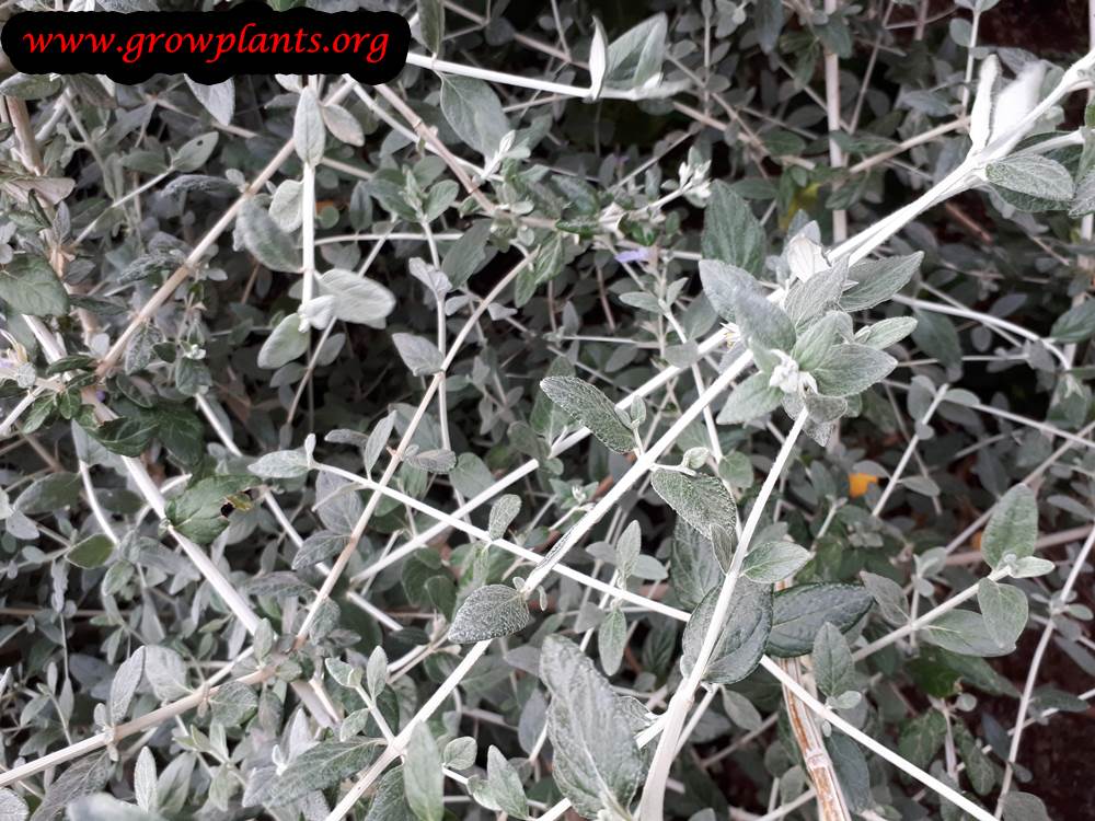 Teucrium fruticans - How to grow & care