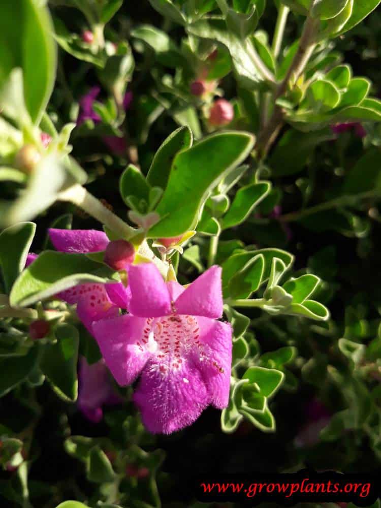 Texas sage - How to grow & care