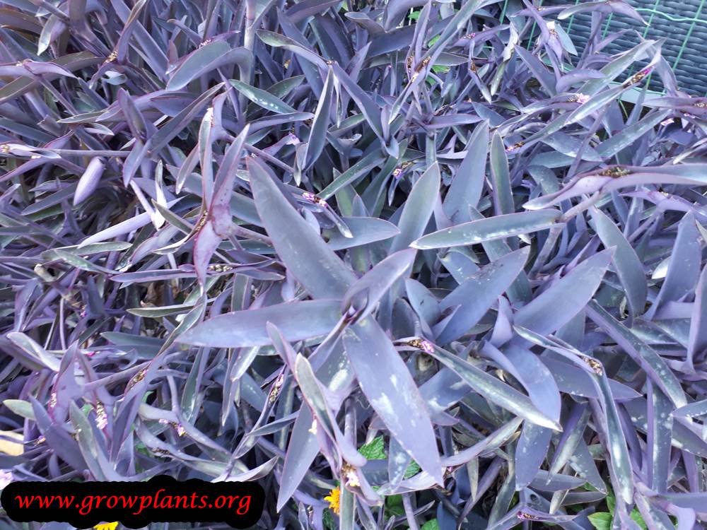 Tradescantia pallida - How to grow & care