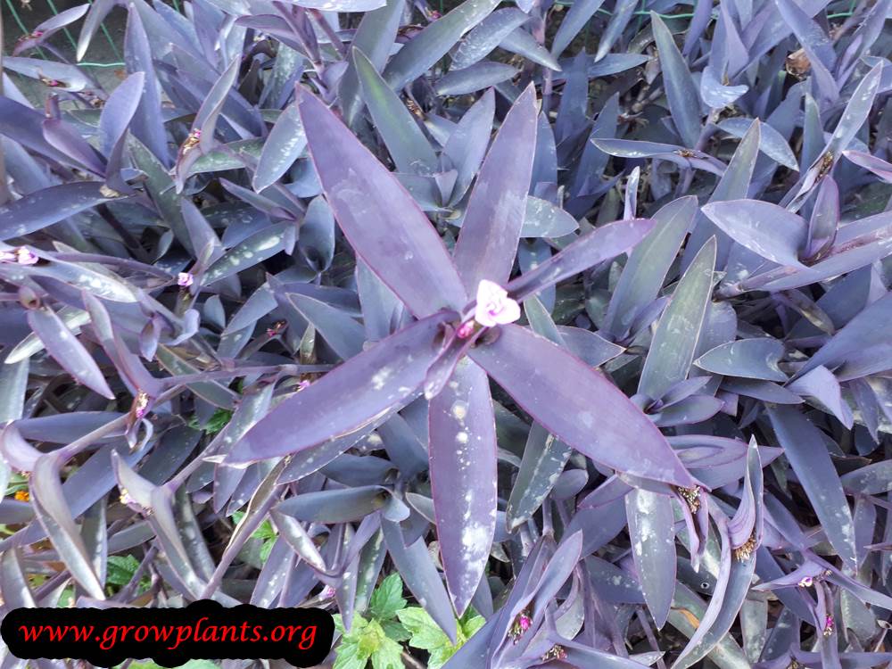 Tradescantia pallida - How to grow & care