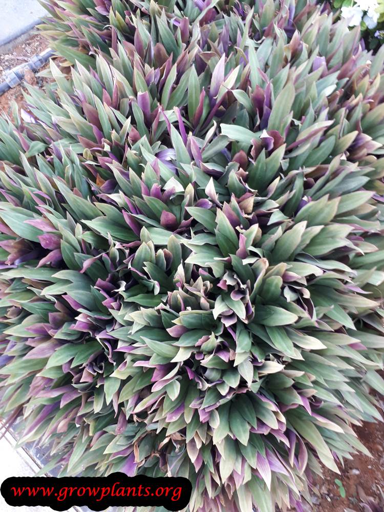 Tradescantia spathacea - How to grow & care