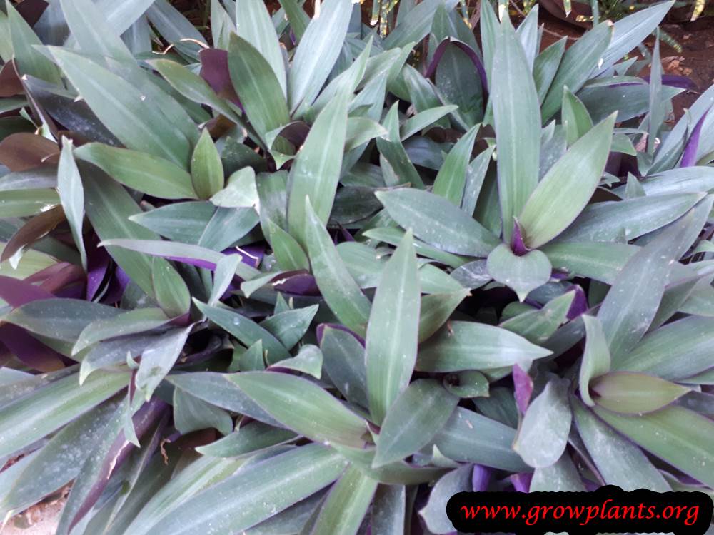 Tradescantia spathacea - How to grow & care