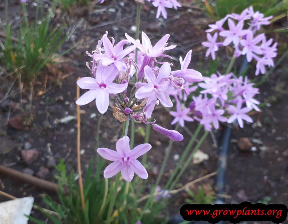 Tulbaghia violacea - How to grow & care
