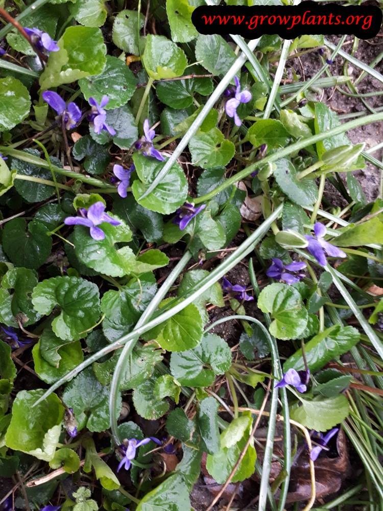 Viola odorata - How to grow & care