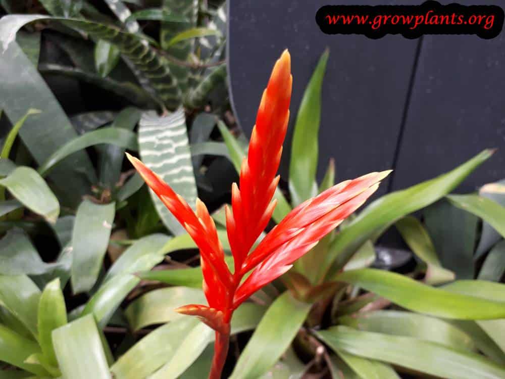 Vriesea poelmanii - How to grow & care