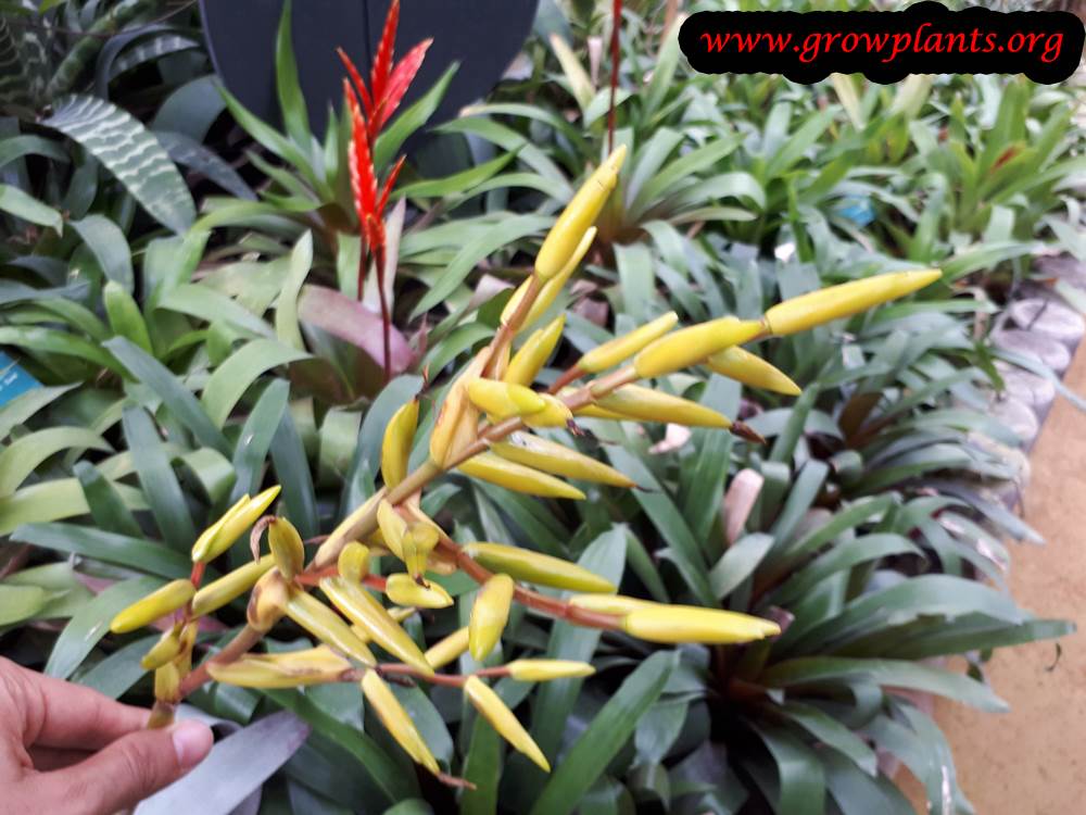 Vriesea saundersii - How to grow & care