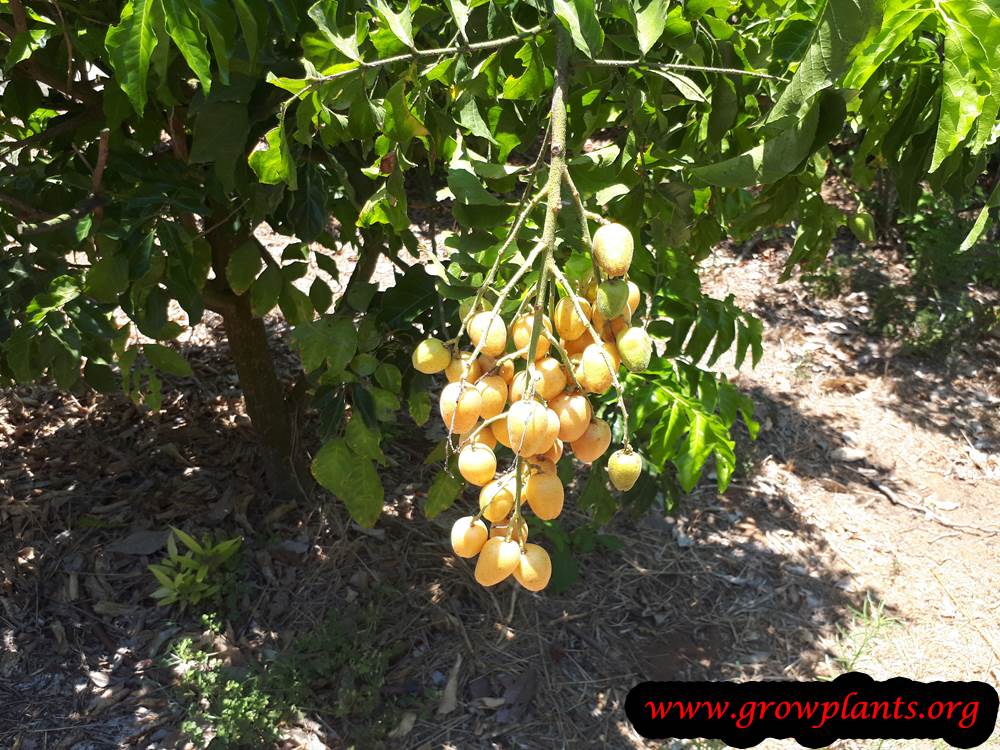 Wampee - How to grow & care