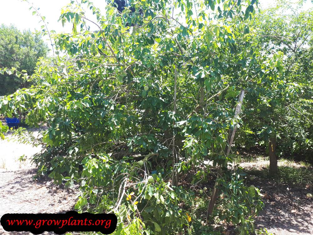 White Sapote - How to grow & care