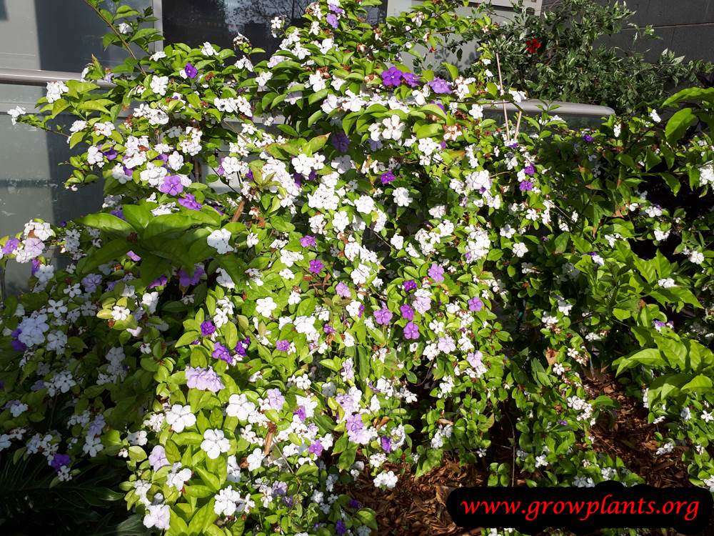 Yesterday today and tomorrow plant - How to grow & care Yesterday today and tomorrow plant - How to grow & care