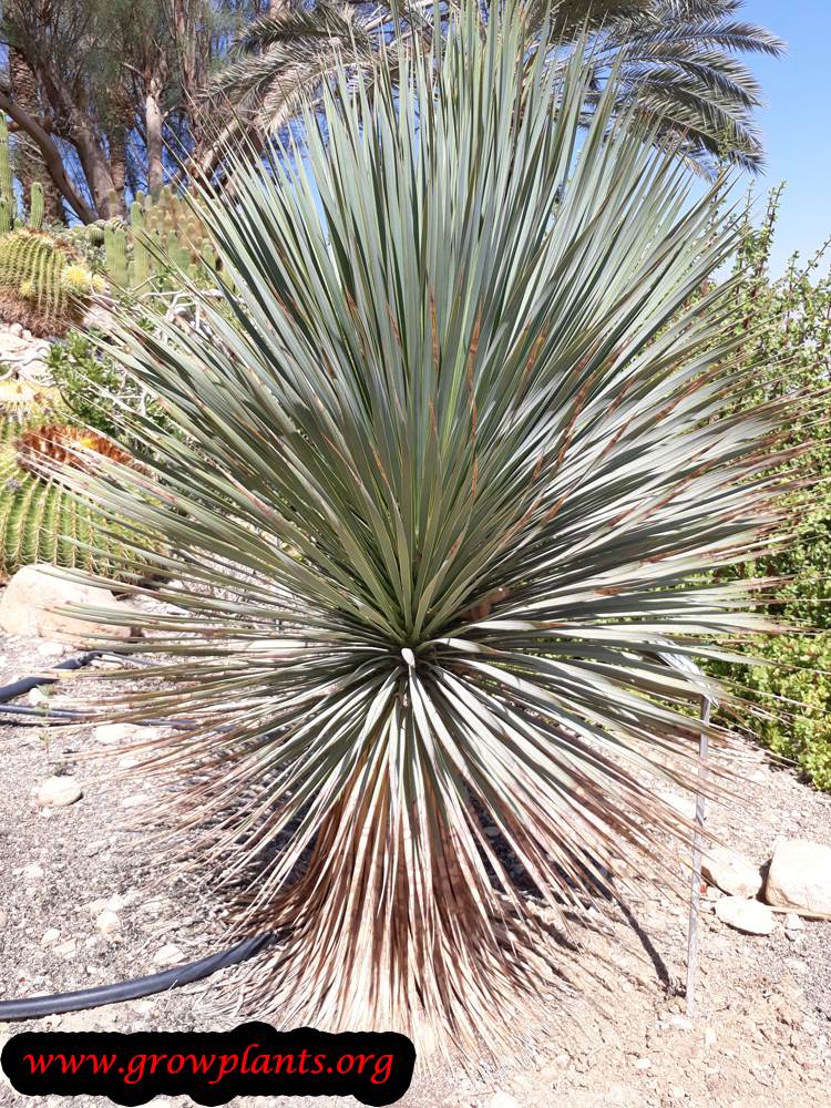 Yucca rostrata - How to grow & care